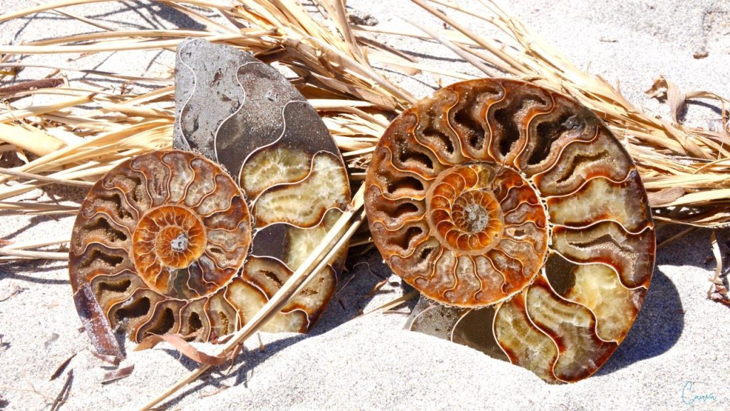 Codie Sanchez Net Worth and Biography 2024 - Impact Wealth