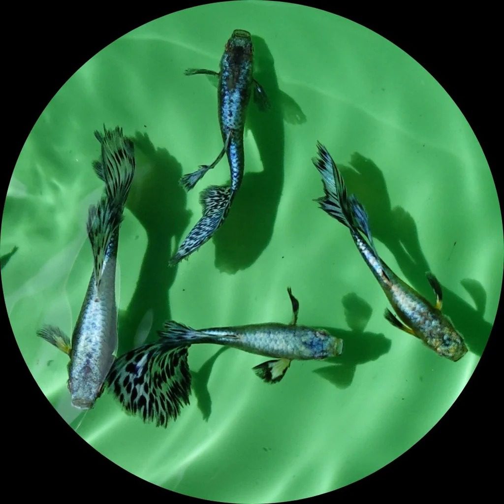 Rare Flowerhorn Fish as a High-Value Niche Asset: Understanding Prices ...